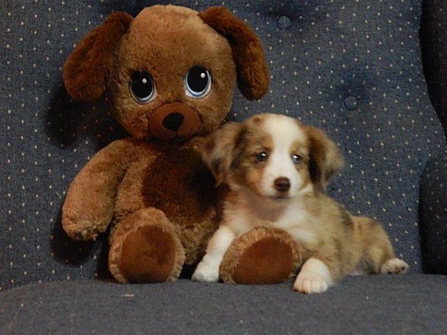 High-Quality Aussie Puppies for Sale
